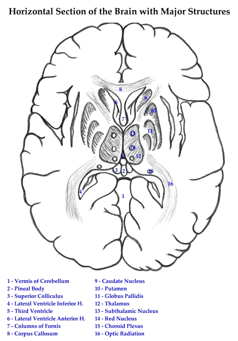 Horizontal Section of the Brain with Major Structures – Anastasya ...
